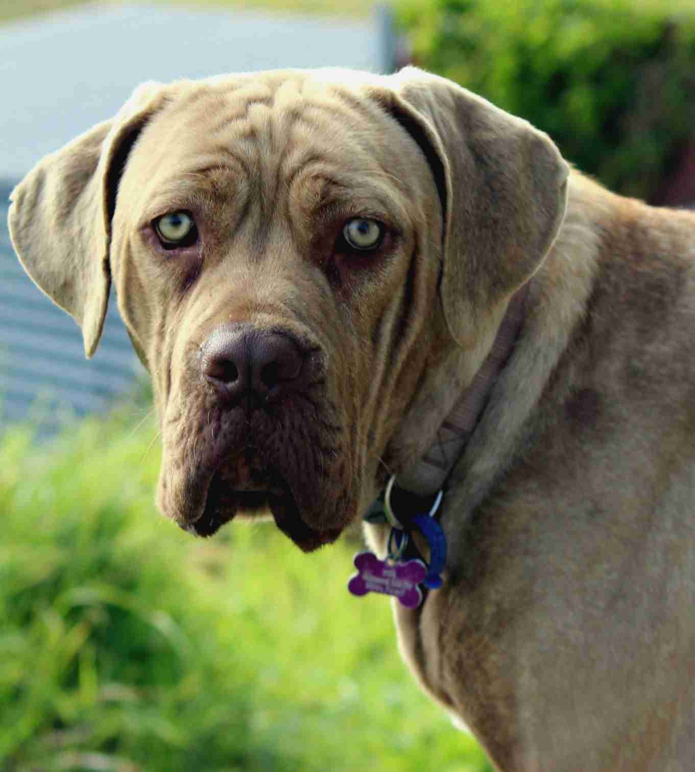 Miss Hooch~On trial 9/01/16 - Large Female Dogue De Bordeaux x Mastiff ...