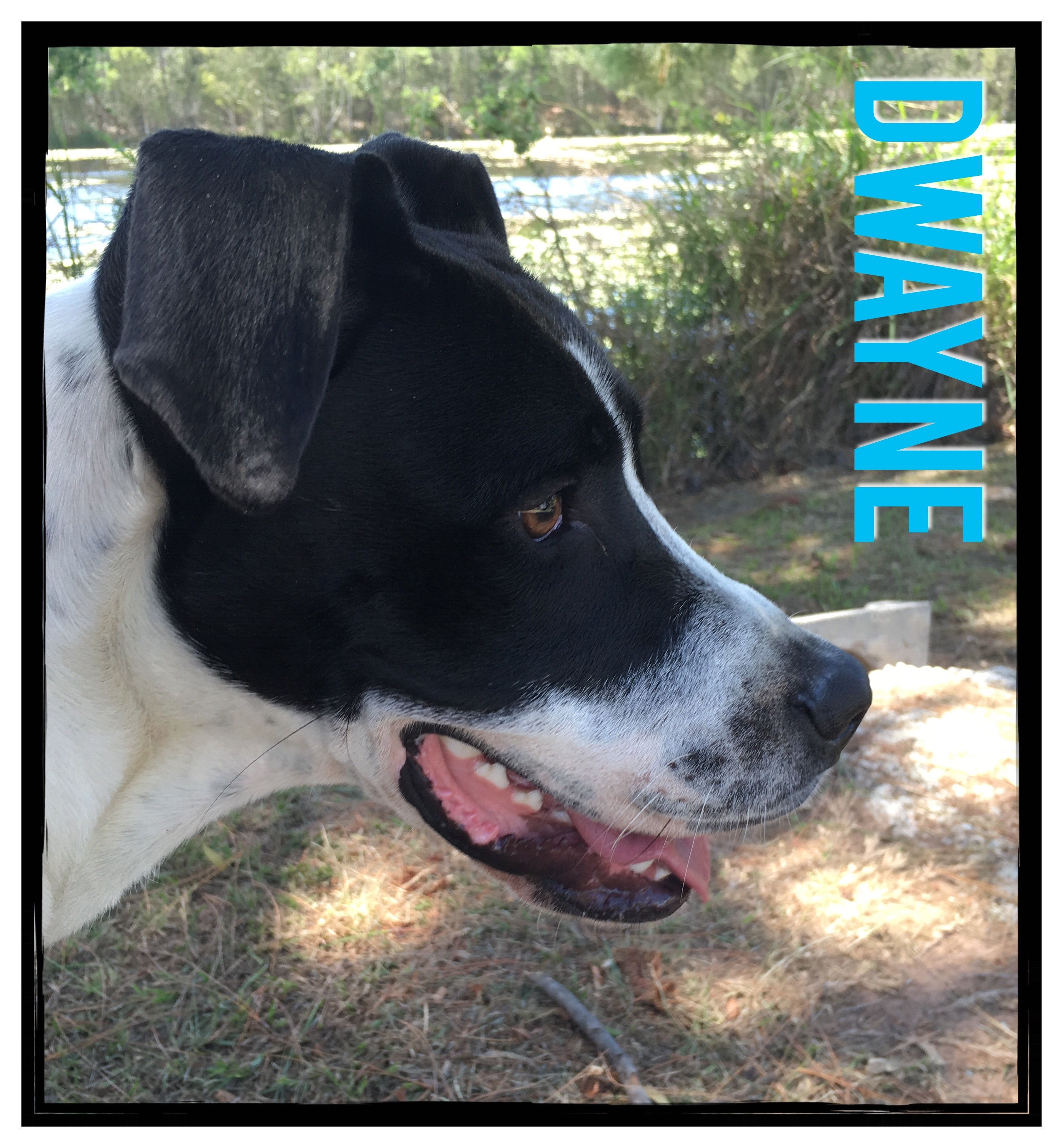 Dwayne - Large Male Bull Arab x Great Dane Mix Dog in QLD - PetRescue