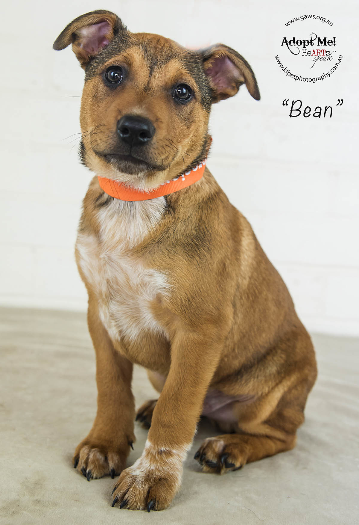 Bean ID28808 - Medium Male Red Heeler x Staffy Mix Dog in VIC - PetRescue