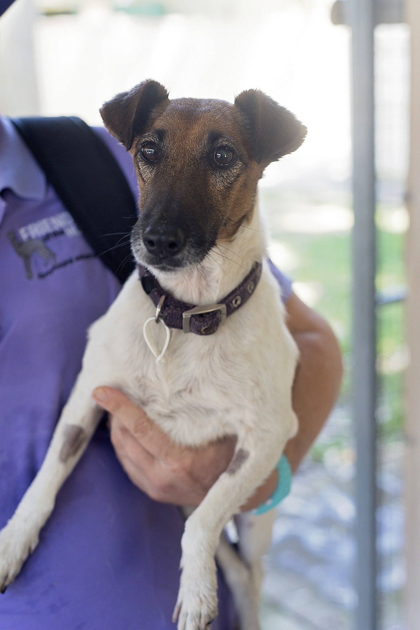 Biscuit - Small Female Fox Terrier Dog in QLD - PetRescue