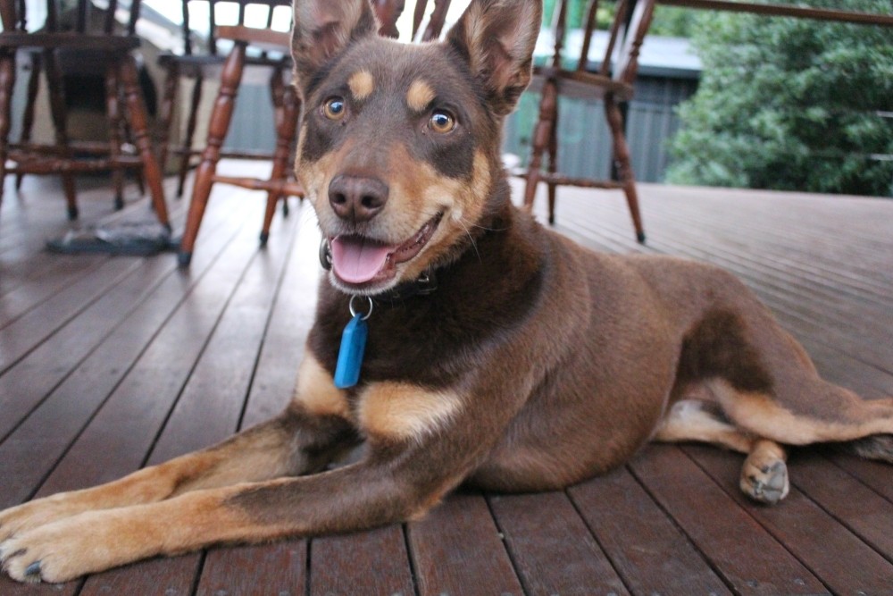 Mokka - Medium Female Kelpie Dog in NSW - PetRescue