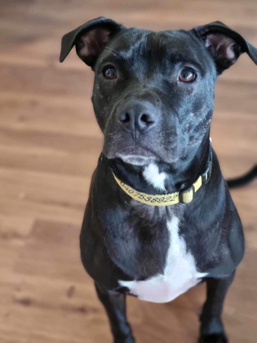 Stella - Medium Female Staffy Mix Dog in VIC - PetRescue