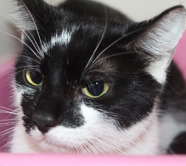 Kamora - Female Domestic Short Hair Mix Cat in QLD - PetRescue