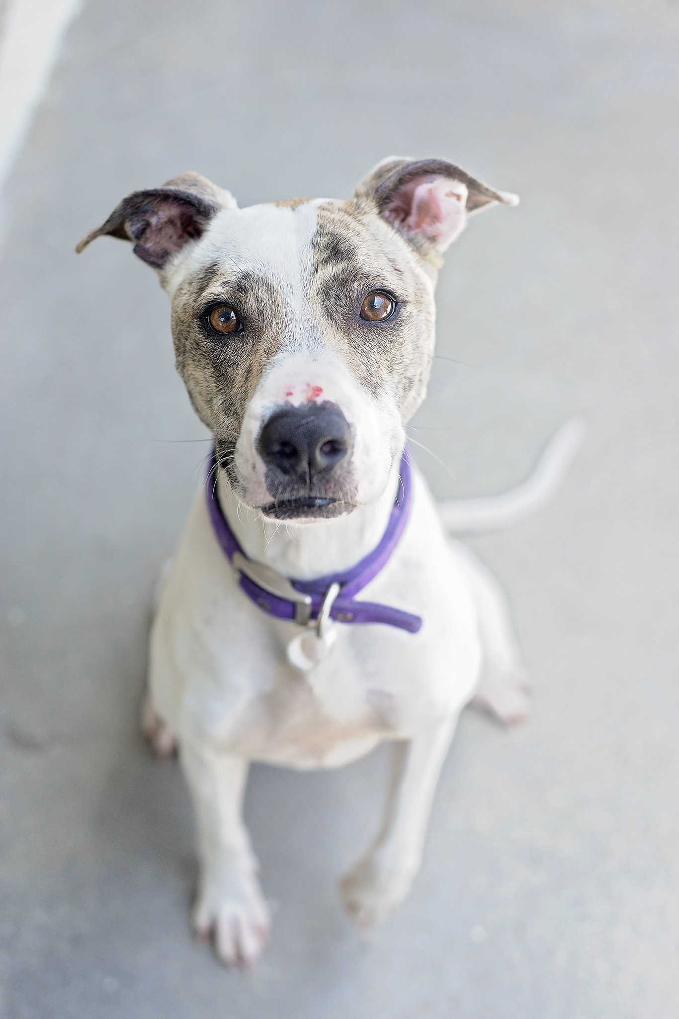 Lady - Large Female Staffordshire Bull Terrier x Whippet Mix Dog in QLD ...