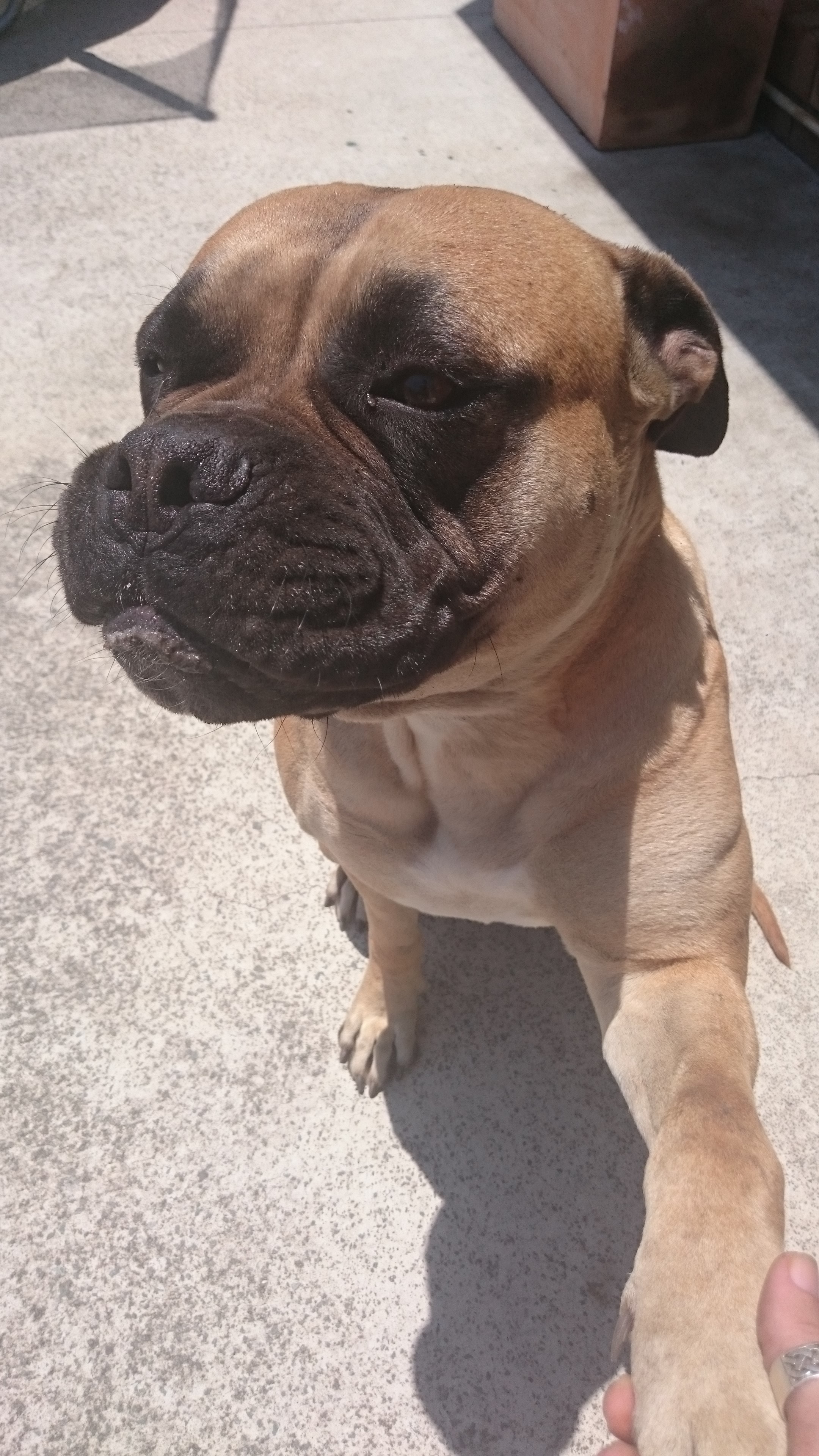 Sheva - Medium Female Mastiff x Staffy Dog in QLD - PetRescue