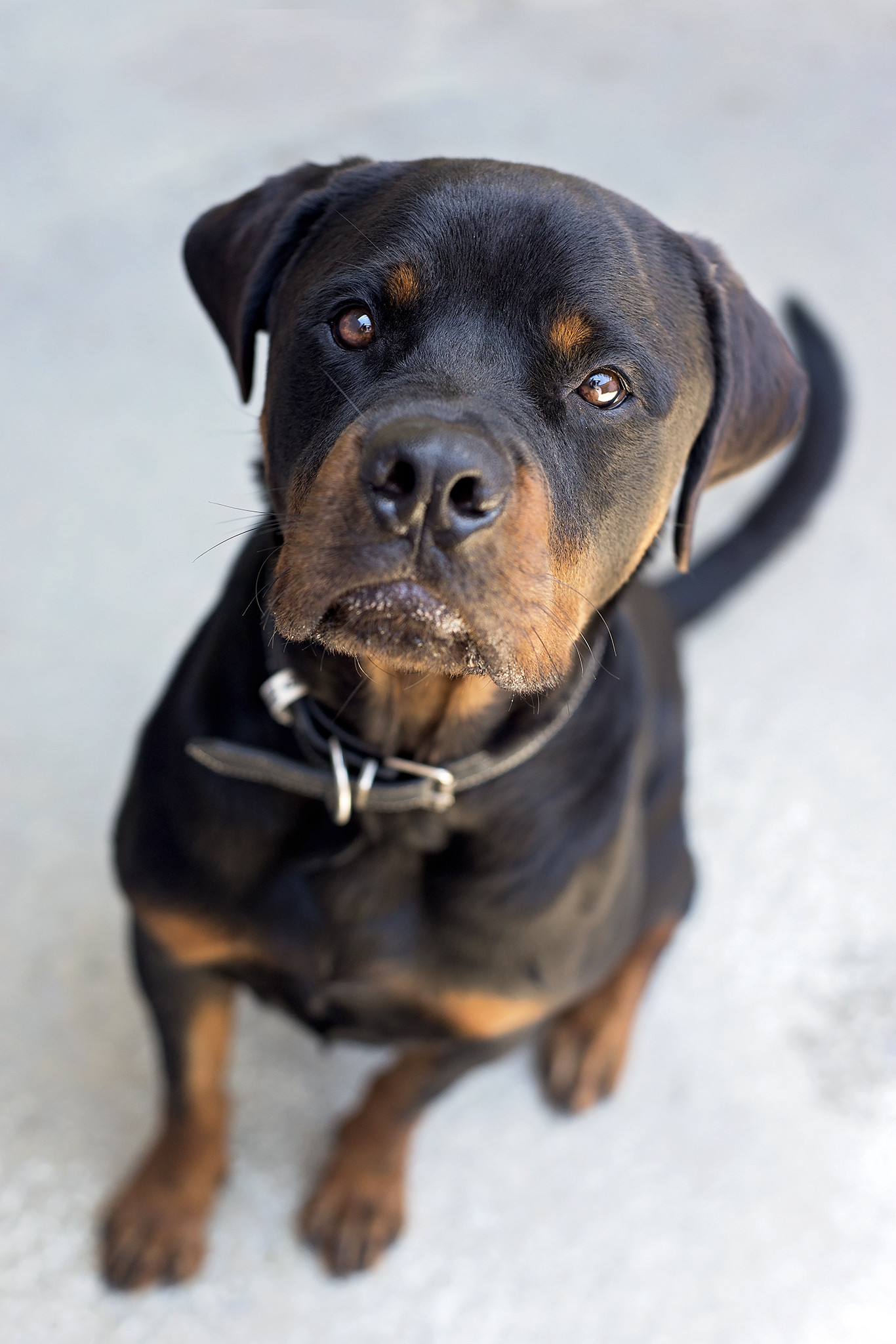 Busta - Large Male Rottweiler Dog in QLD - PetRescue