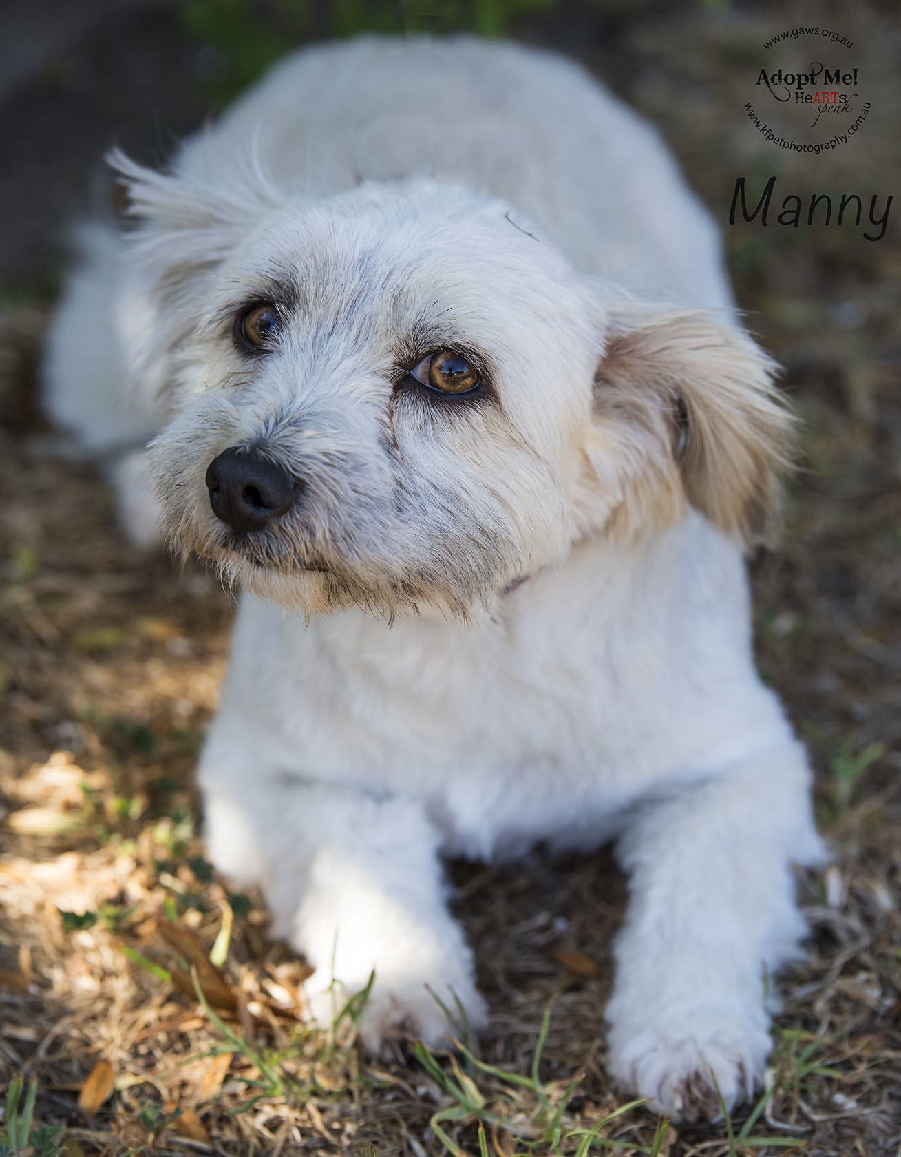 Manny ID39231 - Small Male Maltese x Shih Tzu Mix Dog in VIC - PetRescue