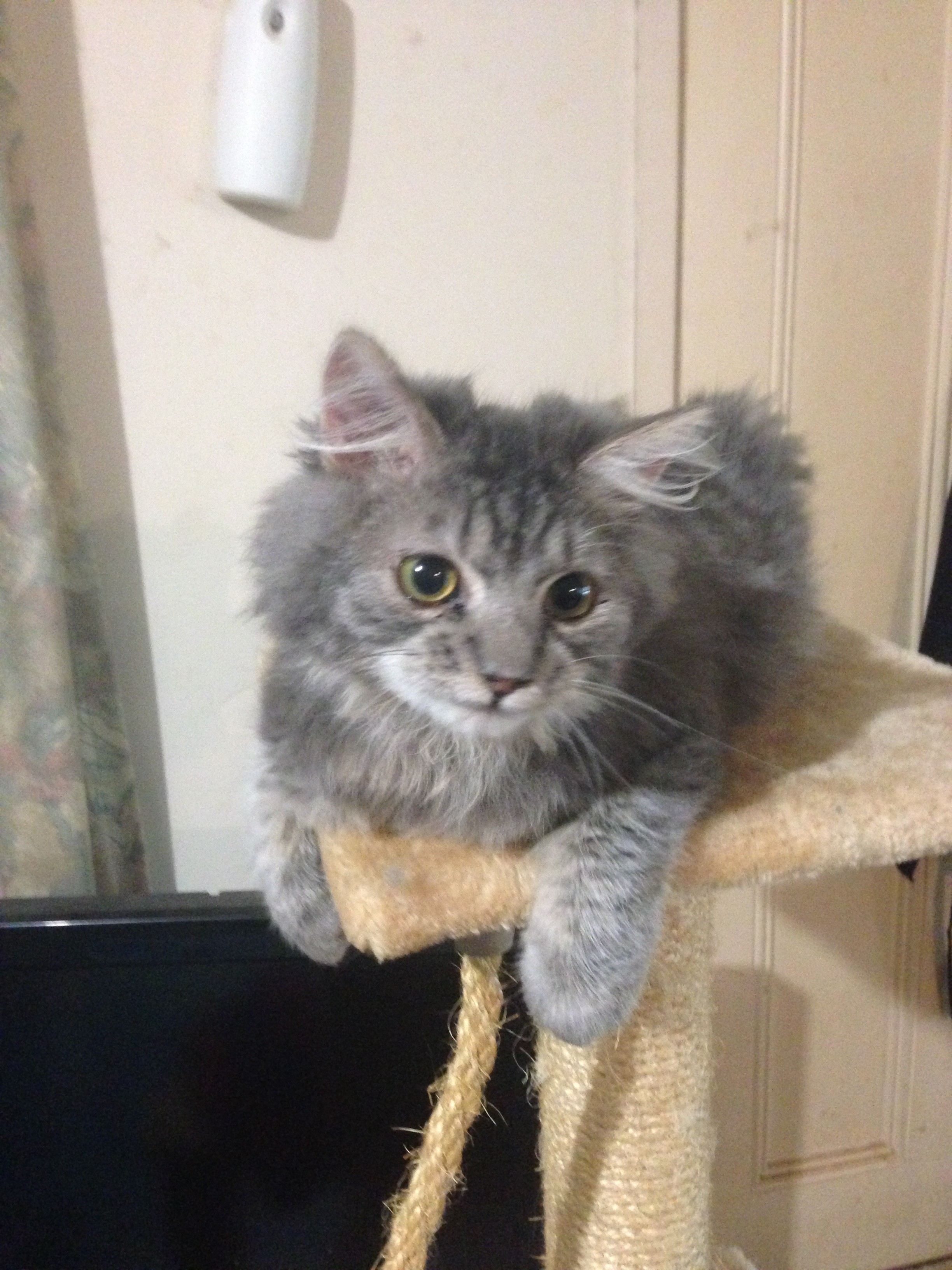 Raffy - Special Needs - Male Persian Mix Cat in VIC - PetRescue