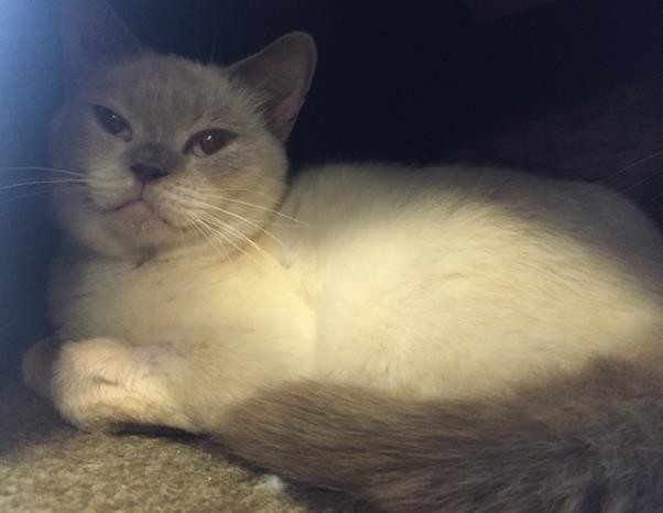 Lavender - Female Burmese x Ragdoll Mix Cat in QLD - PetRescue