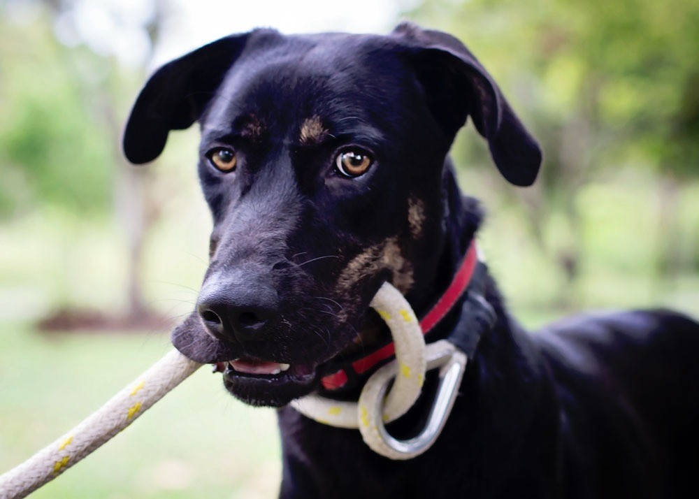 Cooper - Large Male Bull Arab x Rottweiler Mix Dog in QLD - PetRescue