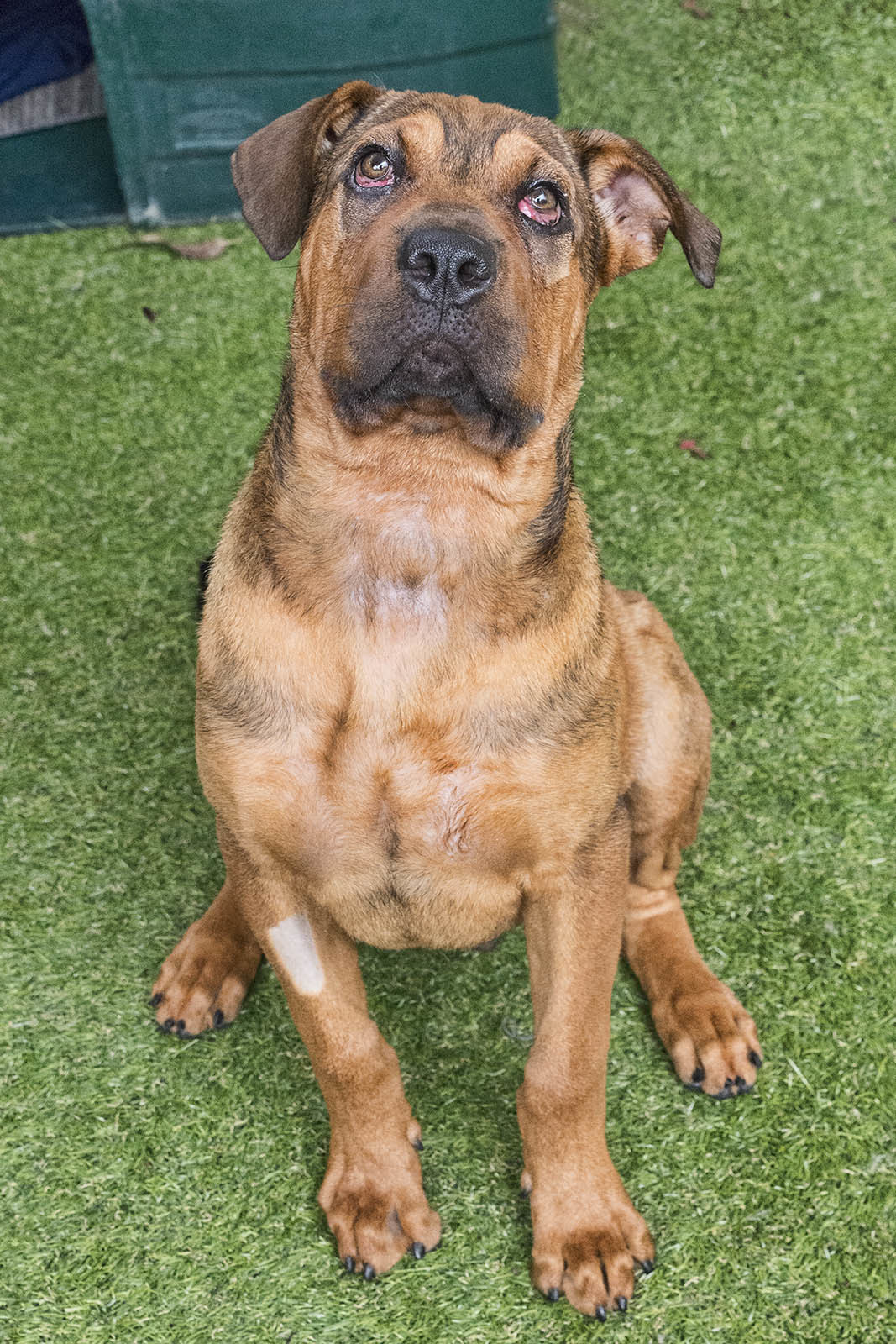 Bruno - Large Male Rottweiler x Shar Pei Mix Dog in NSW - PetRescue