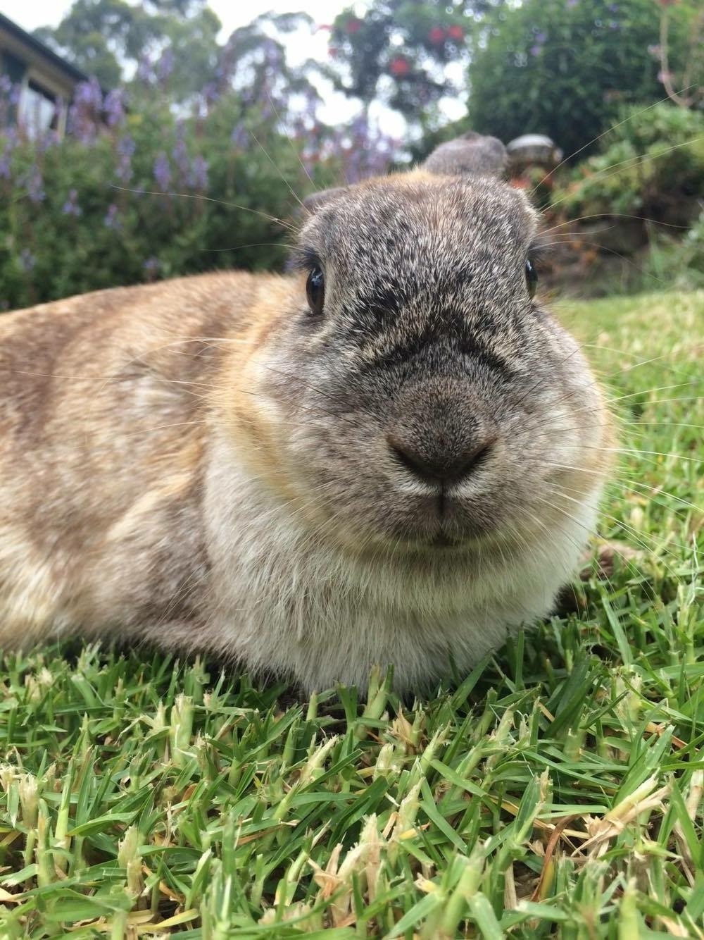 Shirley - Female Netherland Dwarf Mix Rabbit in NSW - PetRescue