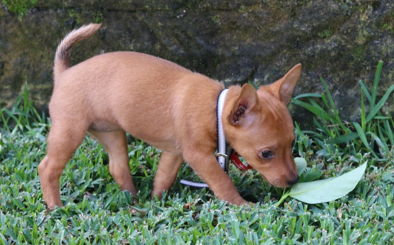 Caramel - Small Female Miniature Fox Terrier x Pomeranian Mix Dog in ...