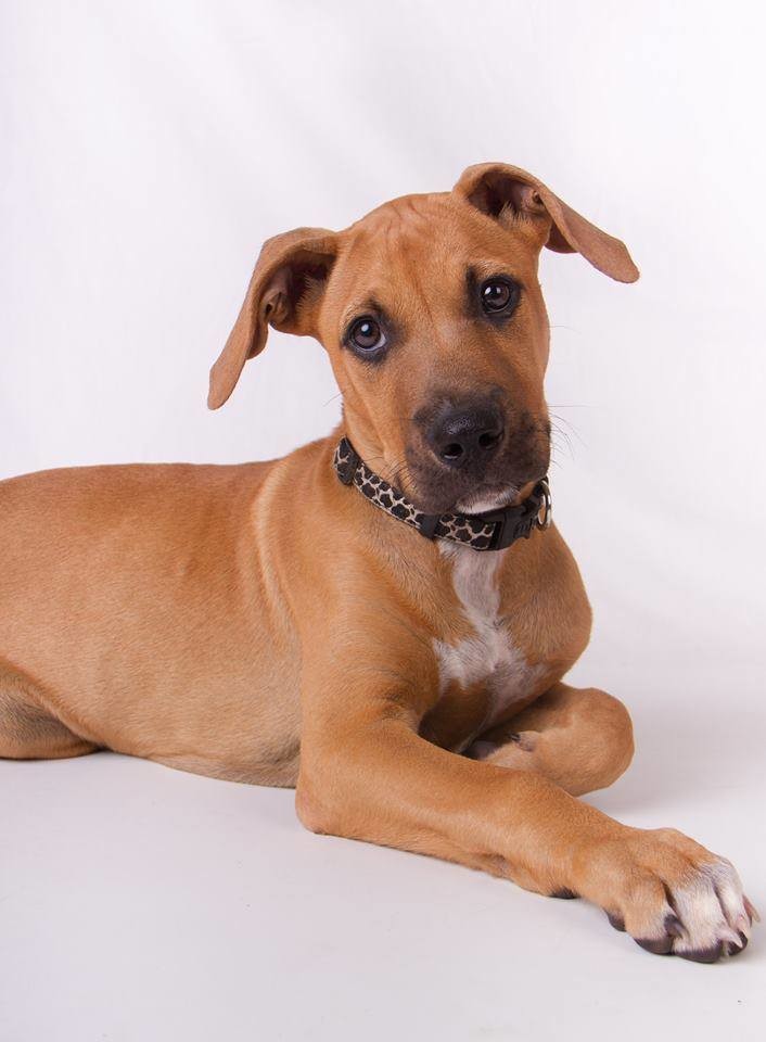 Jet - Large Male American Staffordshire Terrier x Rhodesian Ridgeback ...