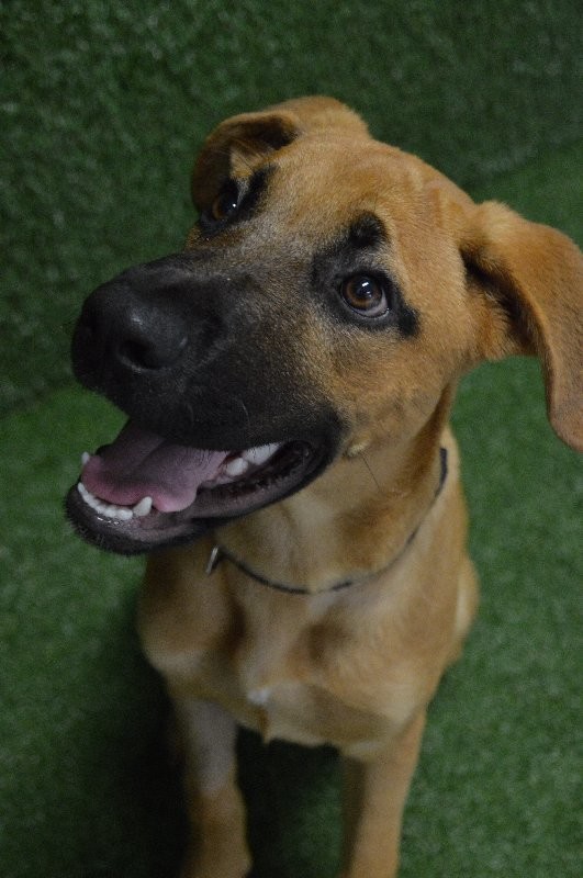 Jack - Large Male Rhodesian Ridgeback x Belgian Shepherd Malinois Mix ...