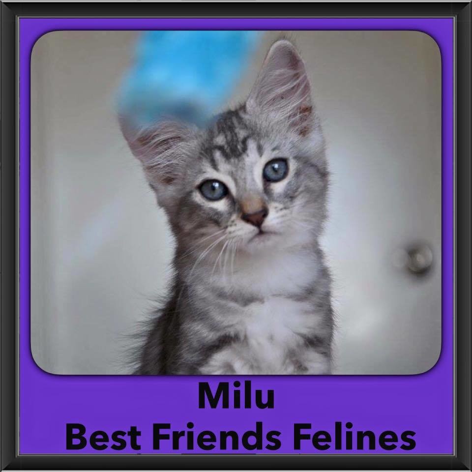 Milu - Male Oriental Mix Cat in QLD - PetRescue