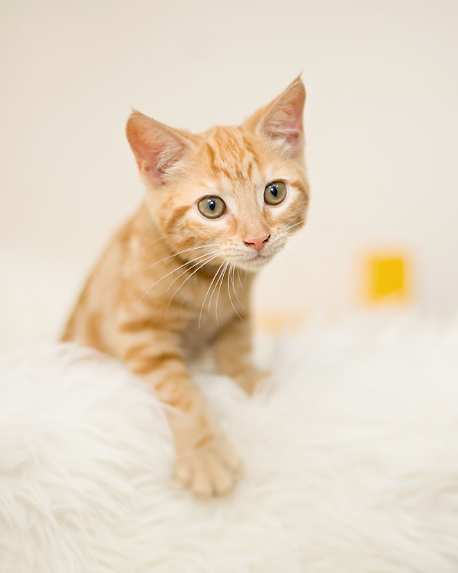 Poppet - Female Domestic Short Hair Mix Cat in QLD - PetRescue