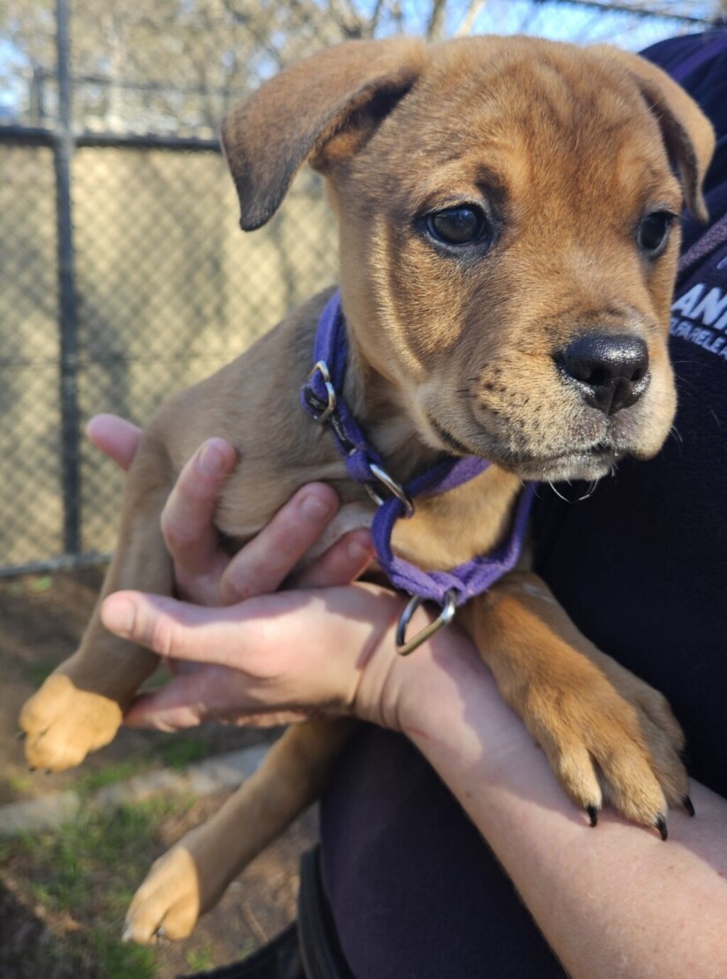 Tris - Medium Female Staffordshire Terrier Mix Dog in NSW - PetRescue