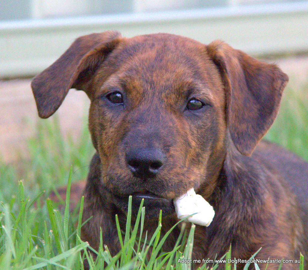 Lana ~ Rotti x Lab x Ridge x Kelpie (Trial 3/4/16) - Large Female ...