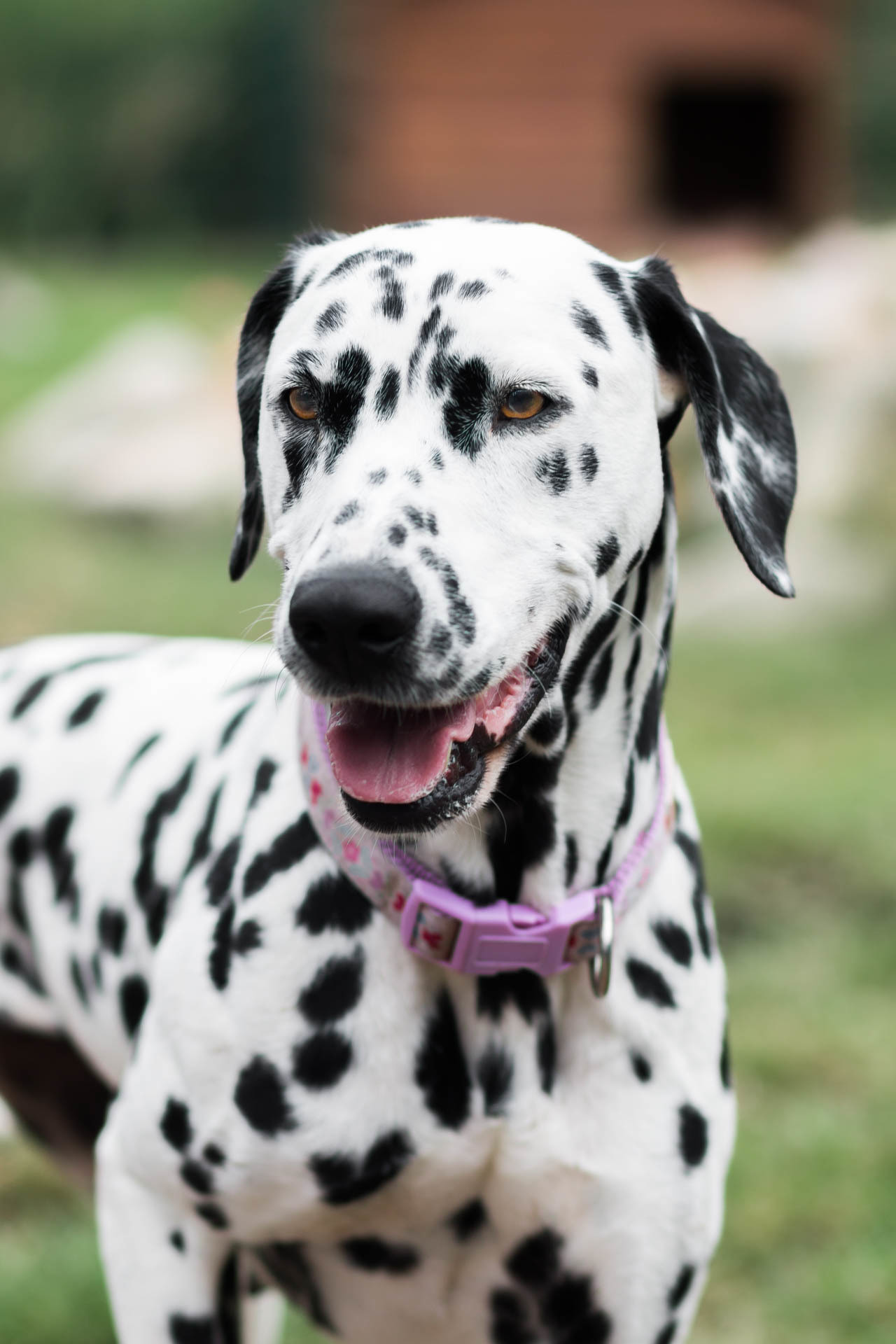 Padme - Medium Female Dalmatian Dog in NSW - PetRescue