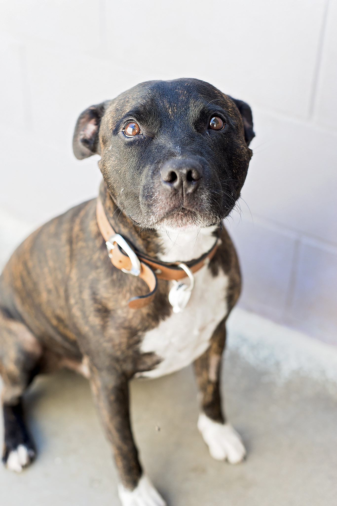 Dexter - Medium Male Staffordshire Bull Terrier x American Staffy Mix ...