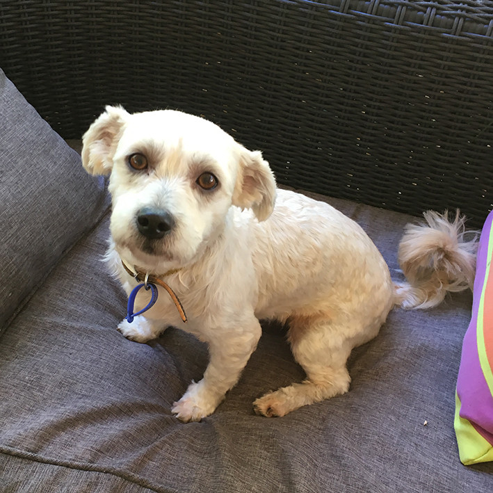 Mitzu ~ 2yo Maltese Shih Tzu boy (On Trial 21/3/16 - Small Male Maltese ...