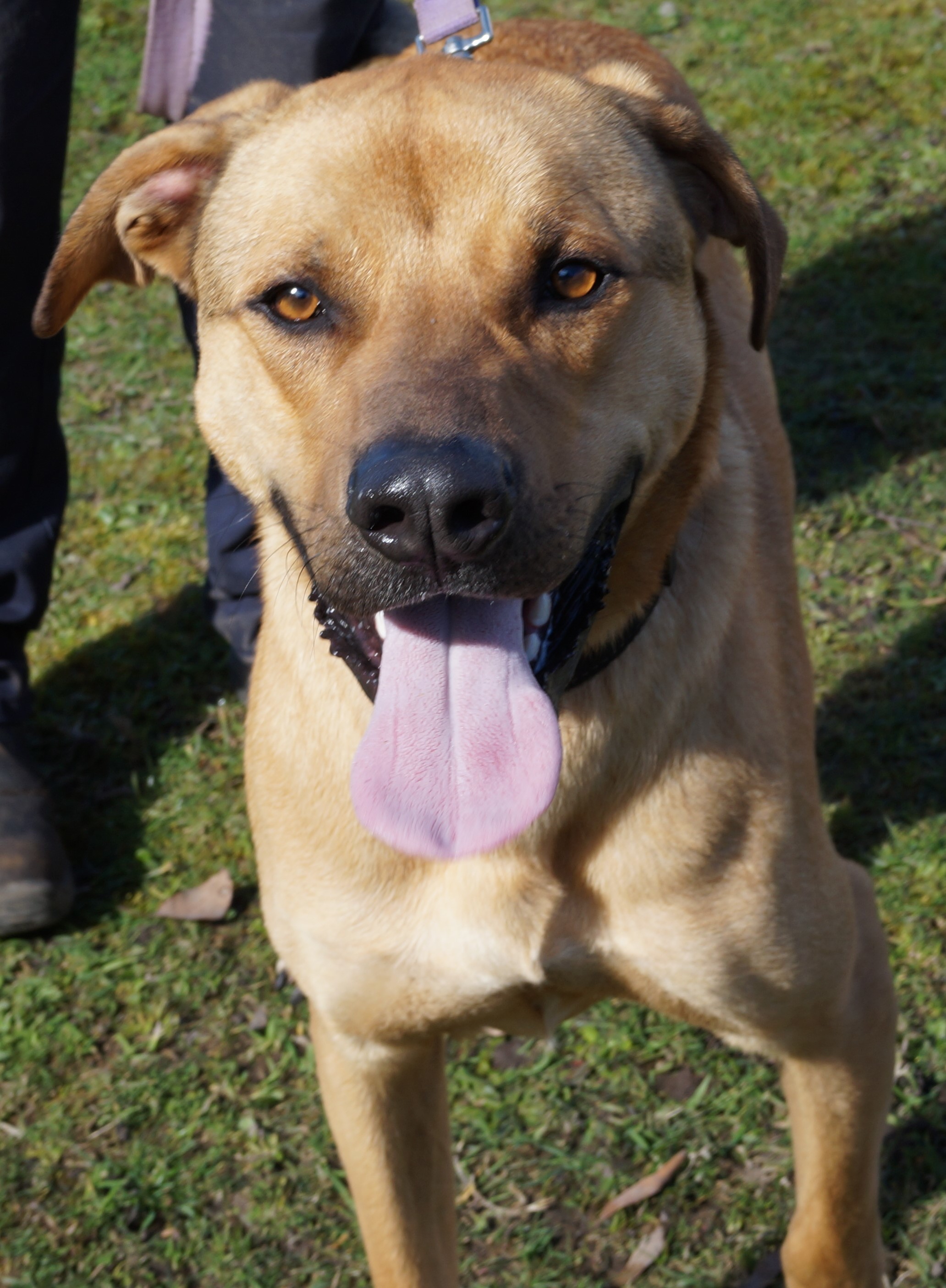 Buddy - Large Male Bullmastiff x Rhodesian Ridgeback Mix Dog in TAS ...