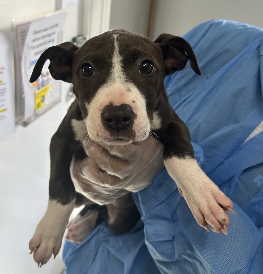 Luna - Medium Female Mixed Mix Dog in WA - PetRescue