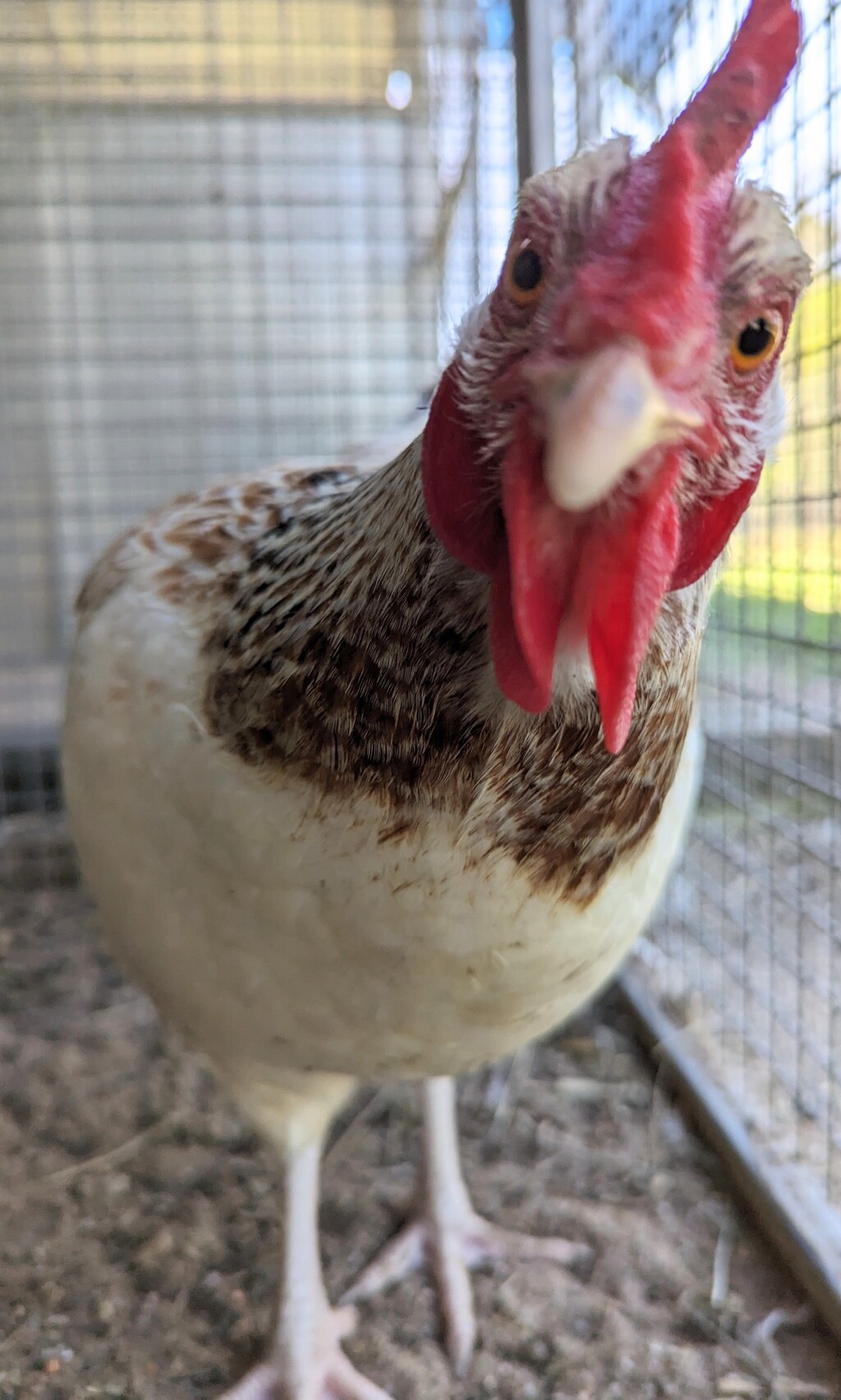 Henrietta - Female Chicken Isa Brown x Chicken Leghorn Mix Fowl in QLD ...