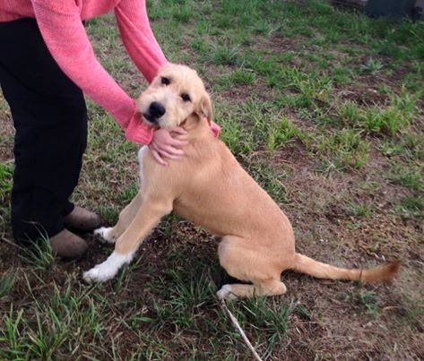 Lenny - Large Male Irish Wolfhound x Rhodesian Ridgeback Dog in NSW ...