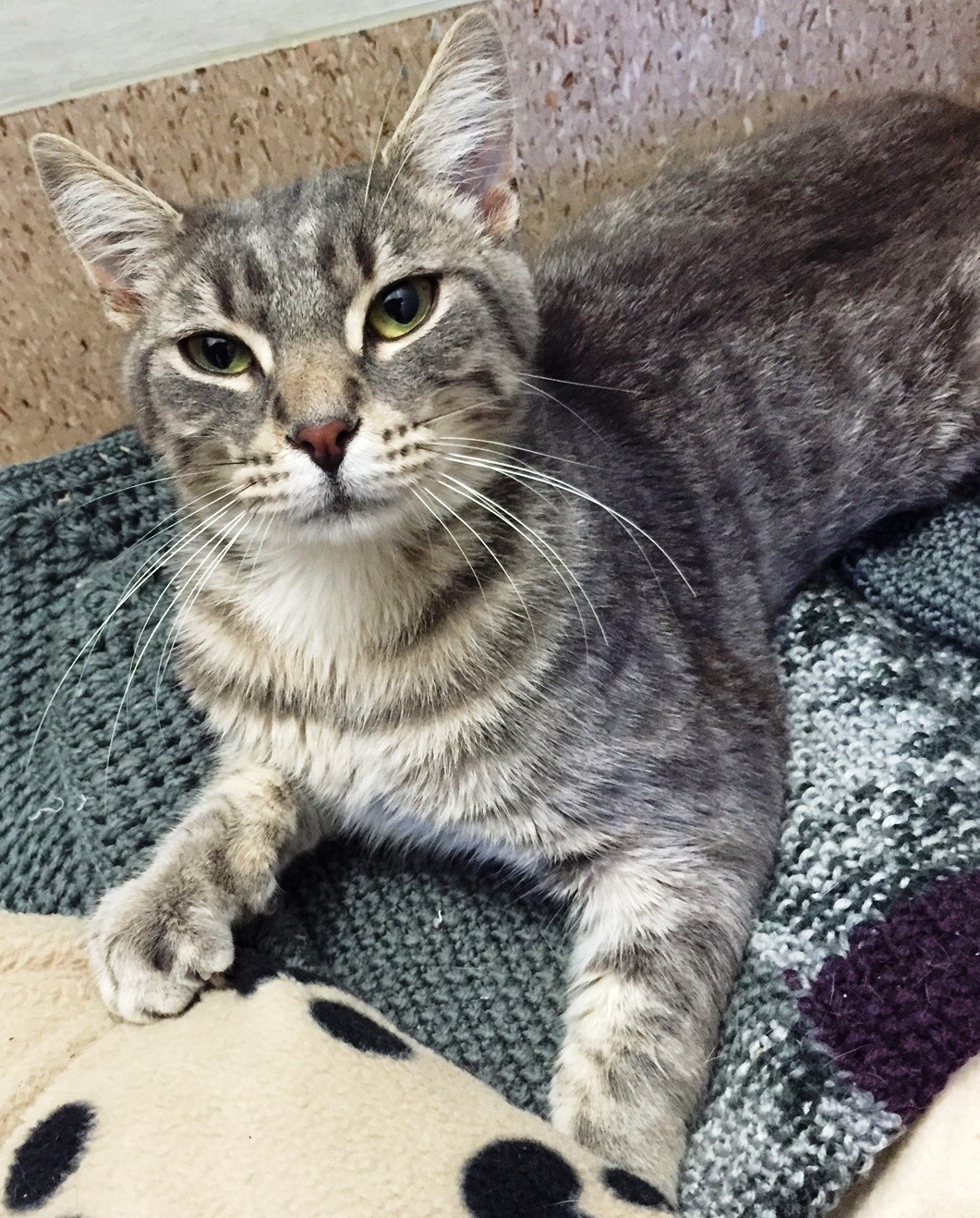 Tiddles - Male Domestic Short Hair Cat in NSW - PetRescue