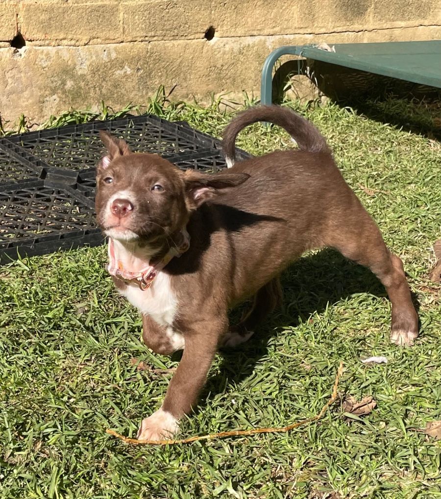 Imogen - Medium Female Border Collie Mix Dog in NSW - PetRescue