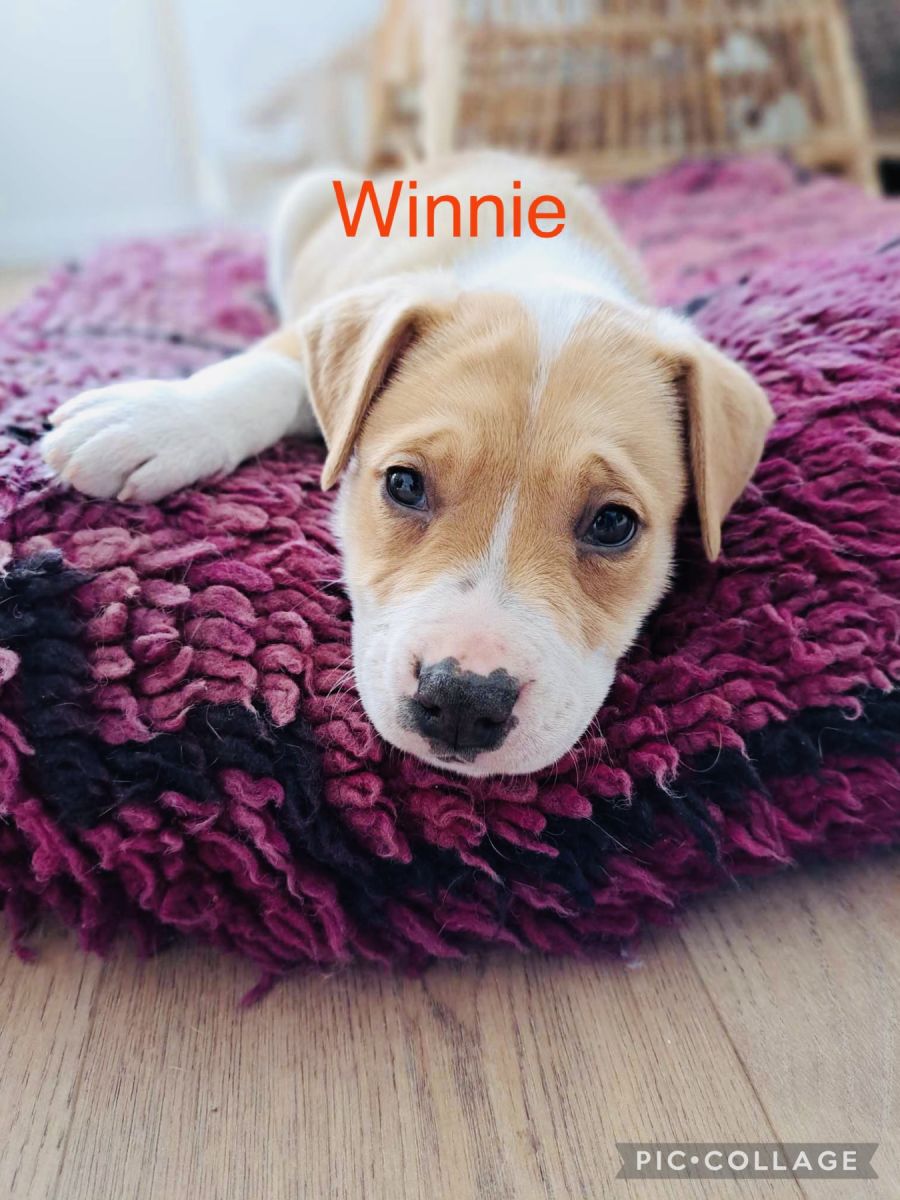 Winnie - Medium Female American Staffordshire Terrier x Siberian Husky ...