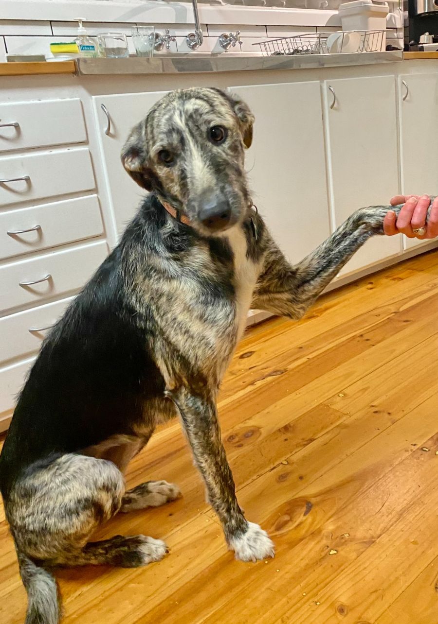 Willow - Large Female Staghound Mix Dog in VIC - PetRescue