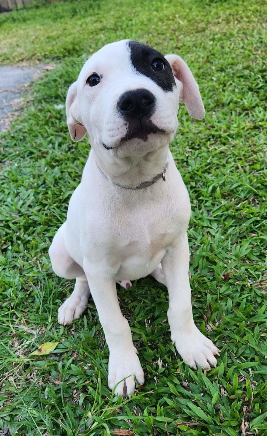 Gator - Large Male American Bulldog Dog in QLD - PetRescue