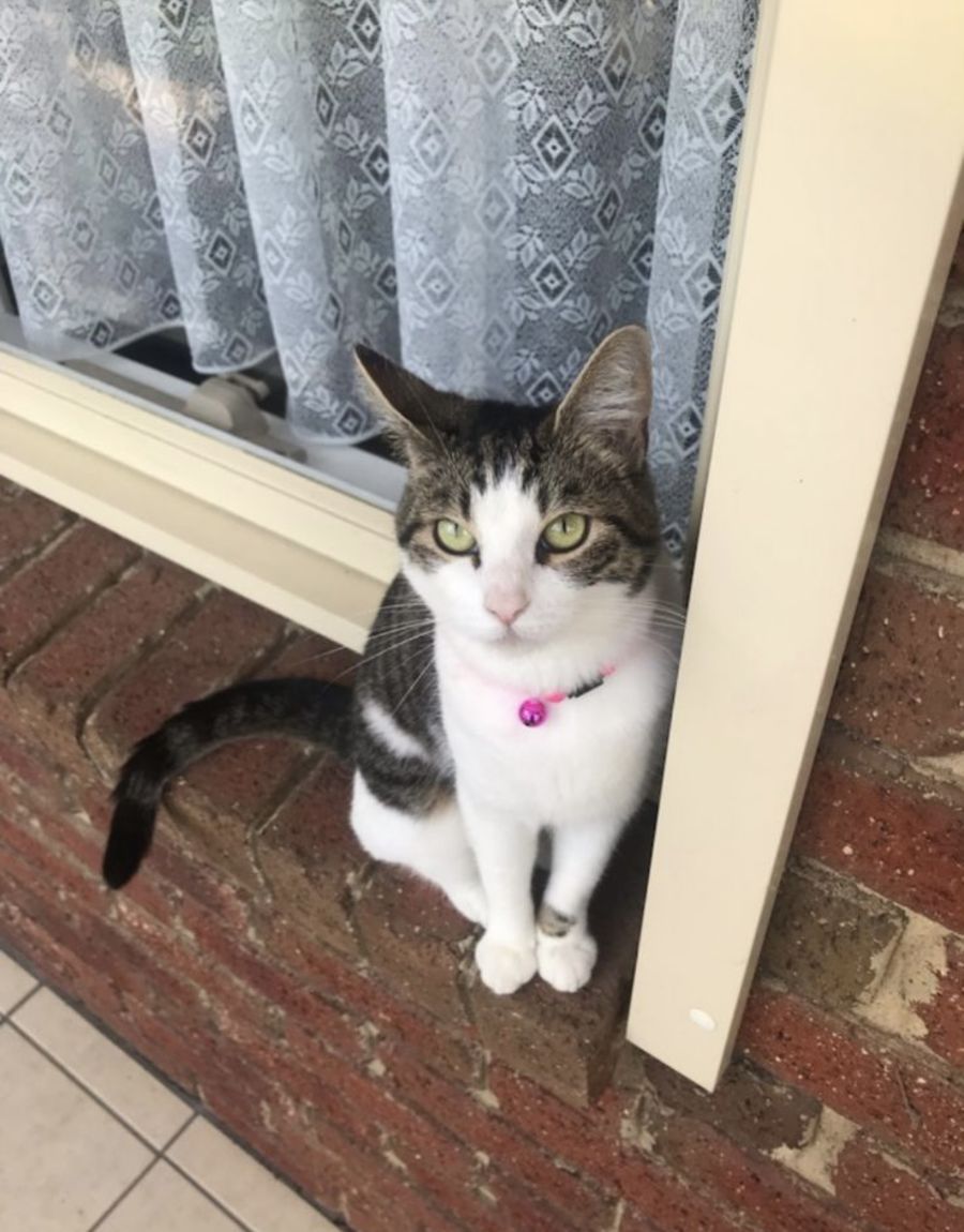 Pepi - Female Domestic Short Hair Cat in VIC - PetRescue