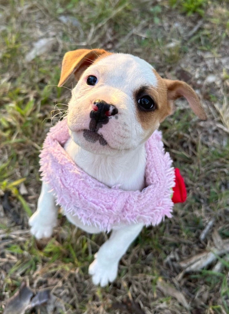 Maggie - Medium Female Staffordshire Bull Terrier Mix Dog in QLD - PetRescue