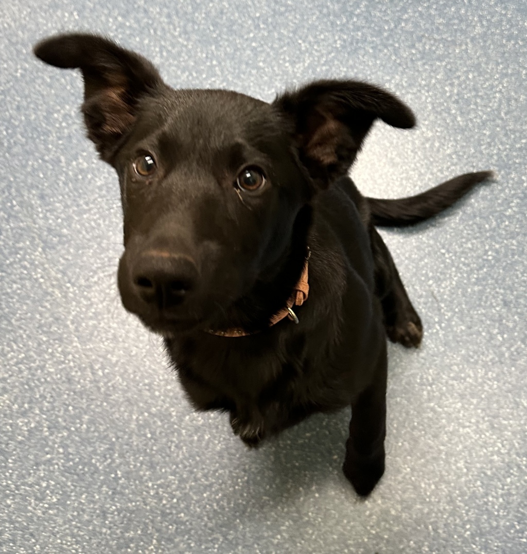 River - Medium Female Kelpie x Labrador Retriever Mix Dog in QLD ...