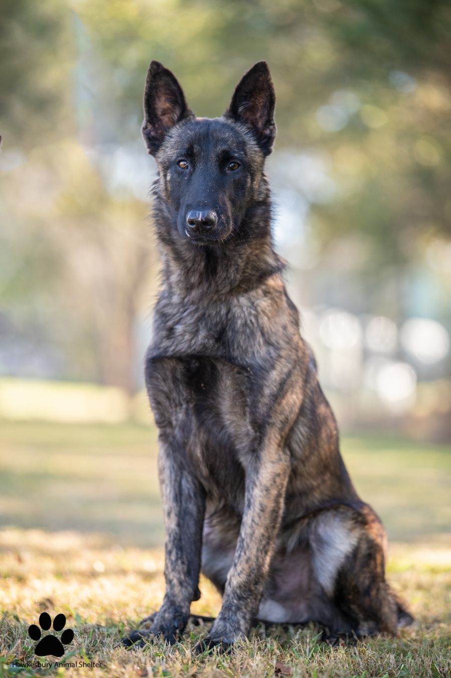 Bailey - Large Male Dutch Shepherd Dog in NSW - PetRescue