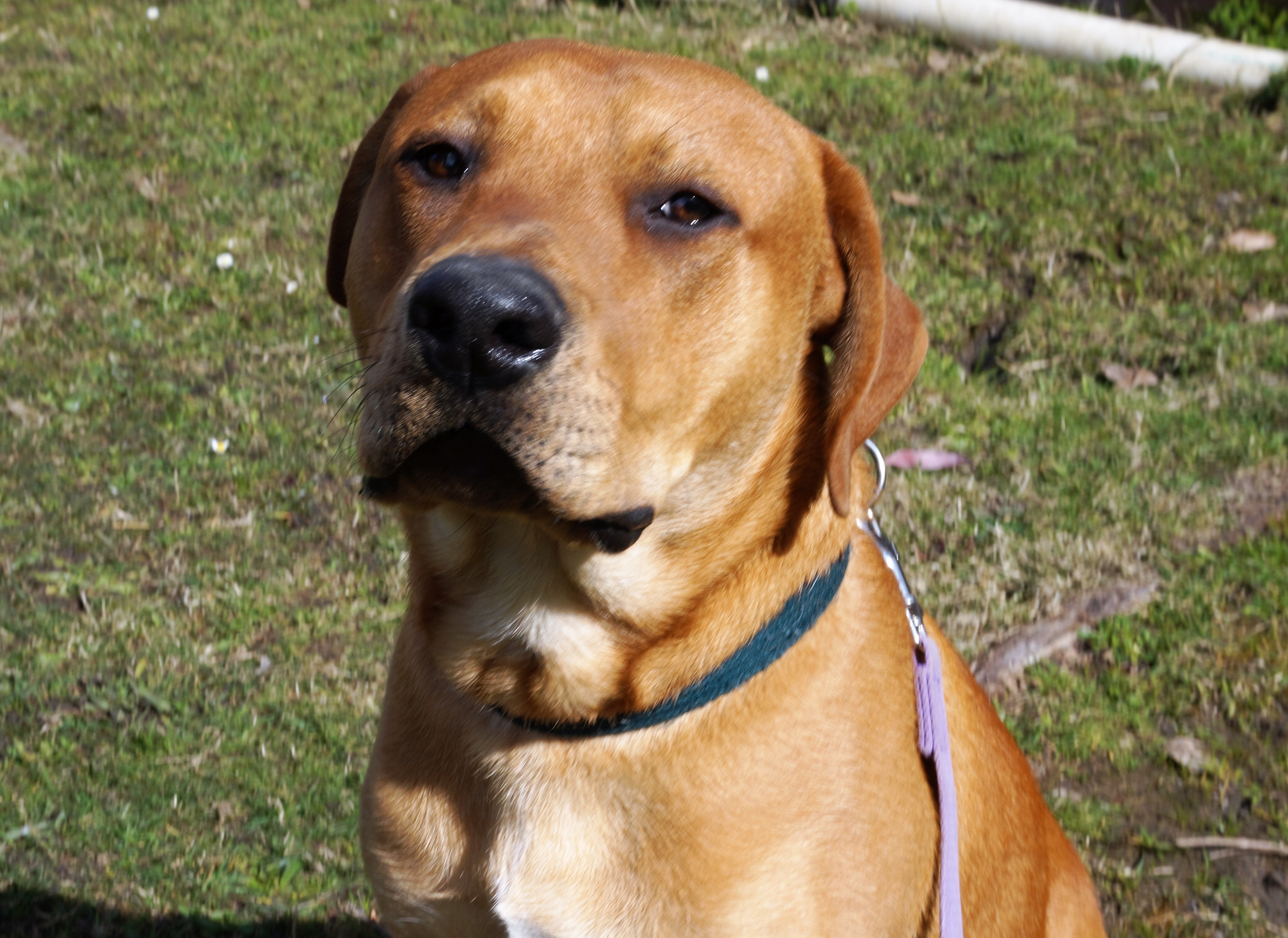 Dillon - Large Male Labrador x American Staffordshire Bull Terrier Mix ...