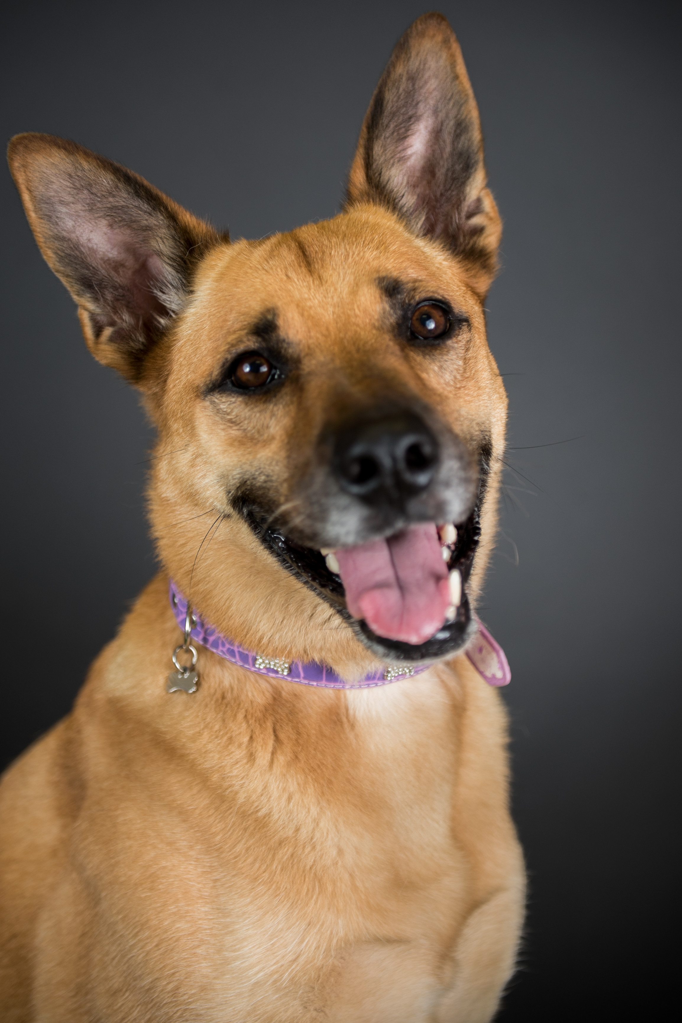 Phoebe - Medium Female Australian Cattle Dog x German Shepherd Mix Dog ...