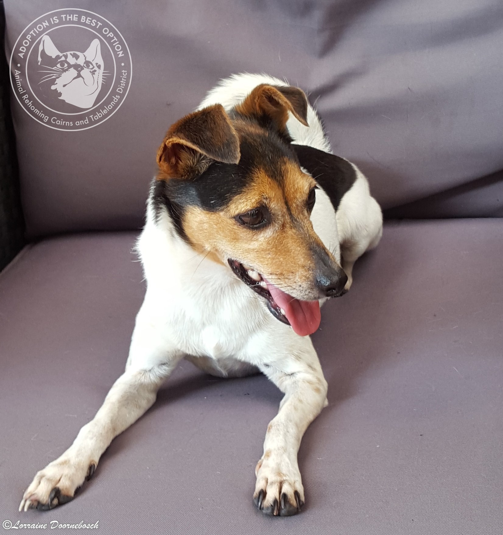 Diddy - Small Female Miniature Fox Terrier x Tenterfield Terrier Dog in ...