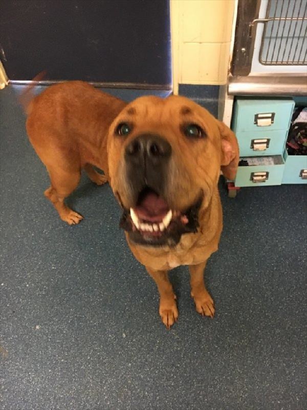 Brandy - Large Female Rhodesian Ridgeback x Rottweiler Mix Dog in QLD ...