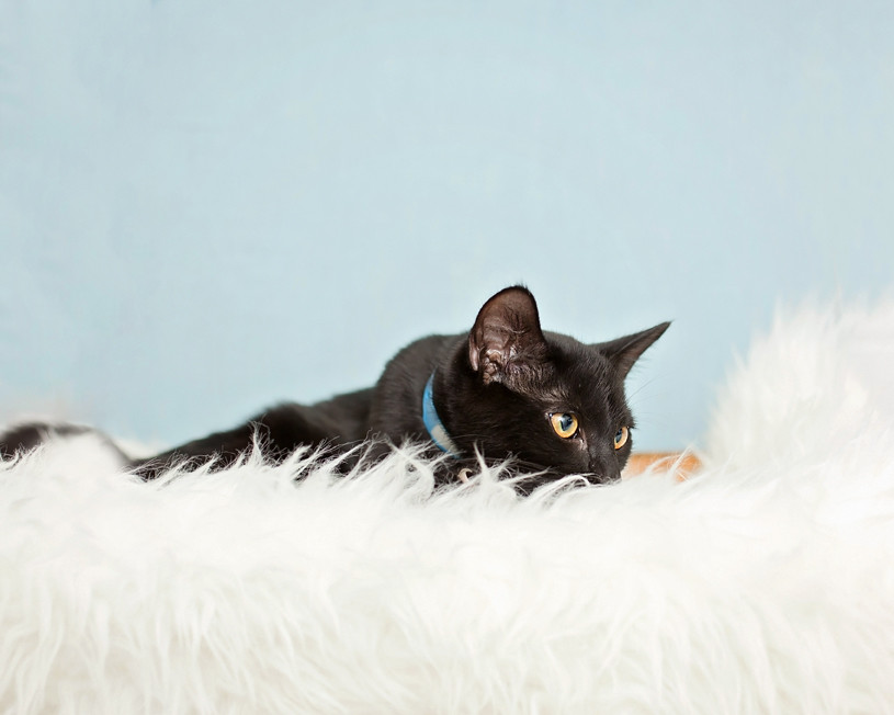 Dimples - Male Domestic Short Hair Mix Cat in QLD - PetRescue