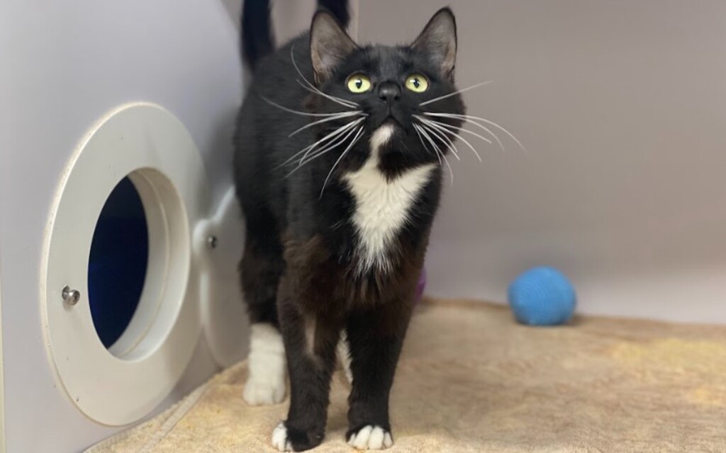 Micah - Female Domestic Short Hair Mix Cat in VIC - PetRescue