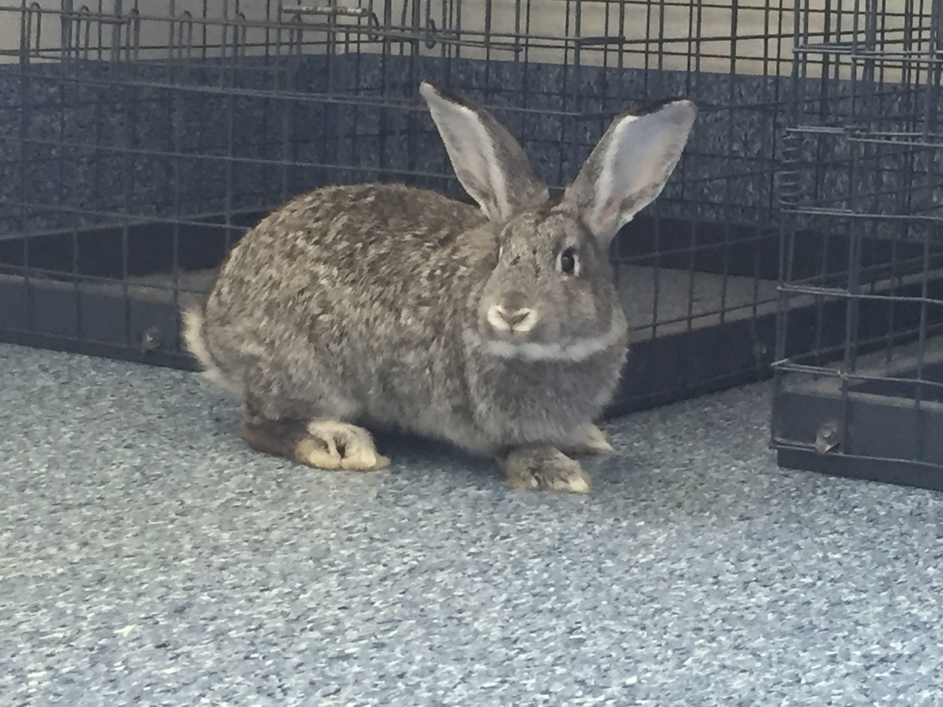 Cheeky Chops - Female Lop Eared Rabbit in NSW - PetRescue