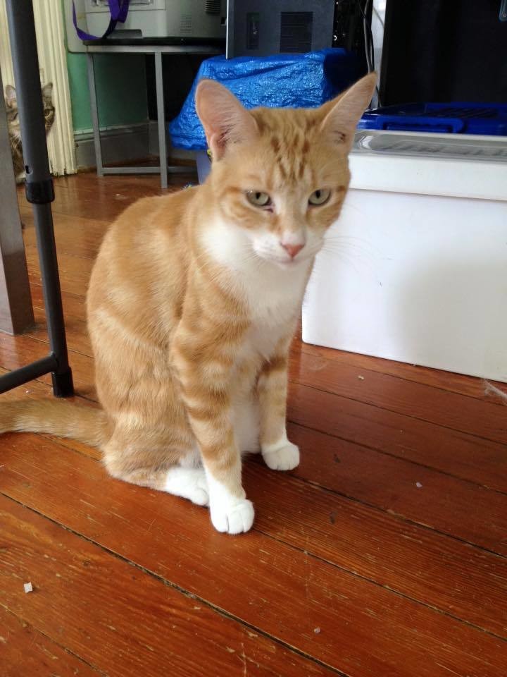 Gorgeous Ginger Baby - Male Domestic Short Hair Cat in NSW - PetRescue
