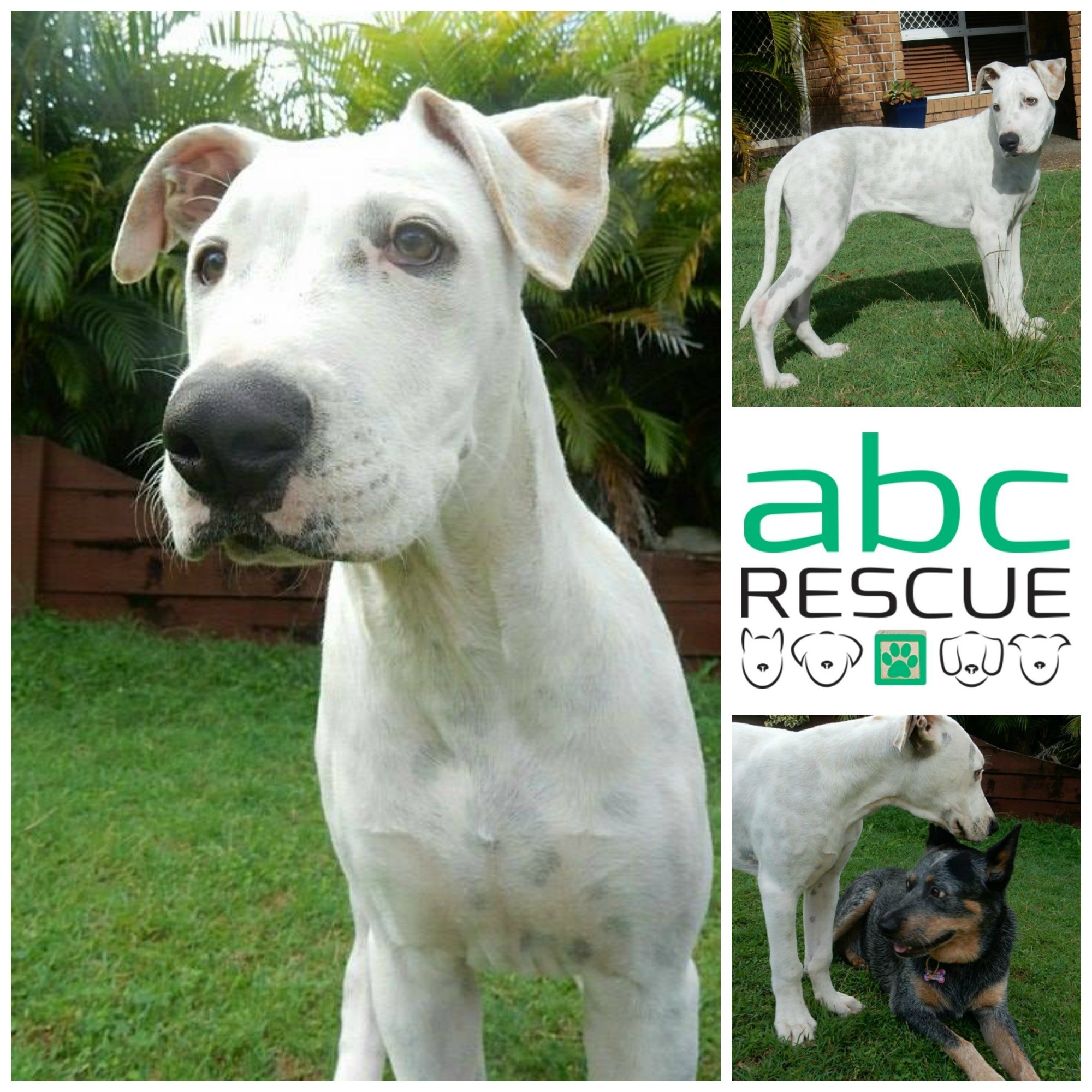 Subi - Medium Male Bull Arab x Great Dane Mix Dog in QLD - PetRescue