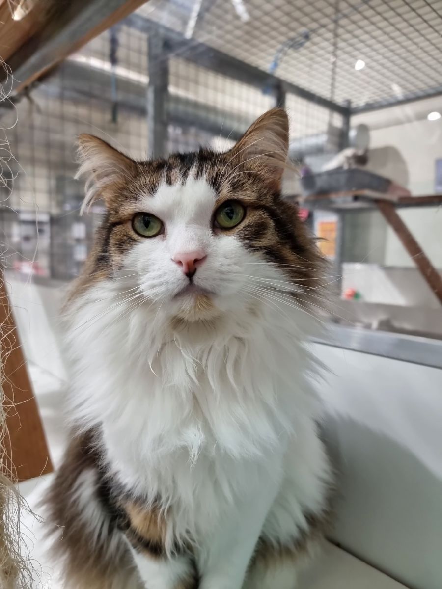 Cedric - Male Domestic Long Hair Cat in VIC - PetRescue