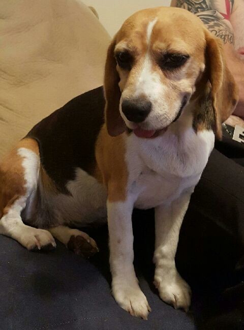 Holly - Medium Female Beagle Dog in QLD - PetRescue